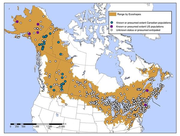 What these bumble bees do isn't pretty, but they’re incredibly precious ...