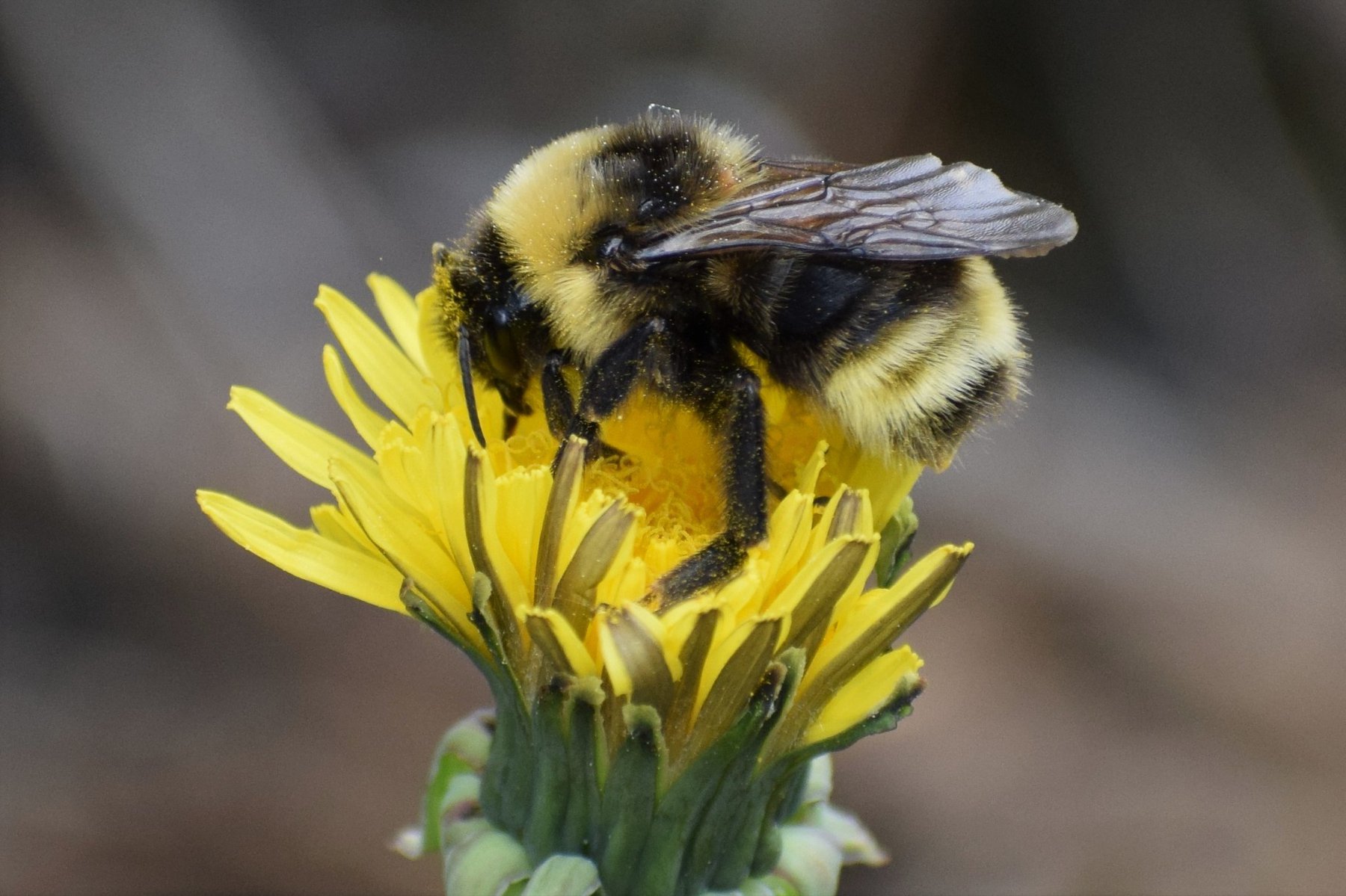 What these bumble bees do isn't pretty, but they’re incredibly precious ...