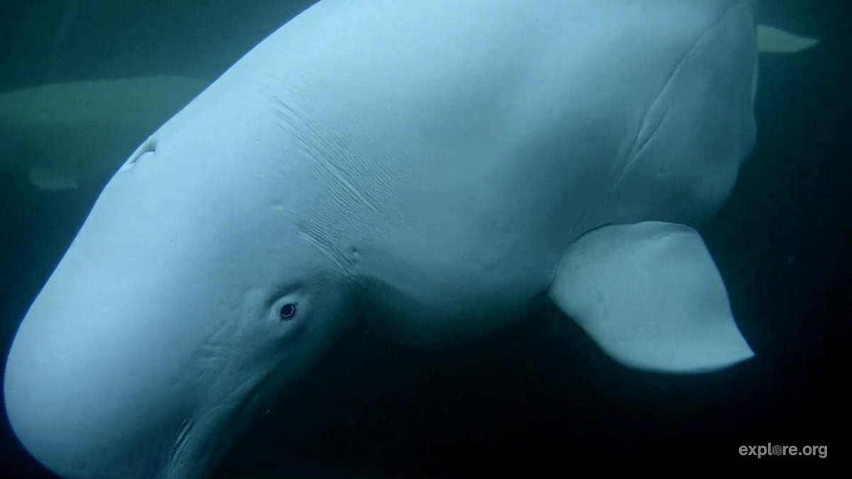 Calling All Beluga Buffs! Project uses volunteers for whale ...
