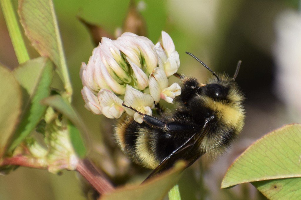 What these bumble bees do isn't pretty, but they’re incredibly precious ...