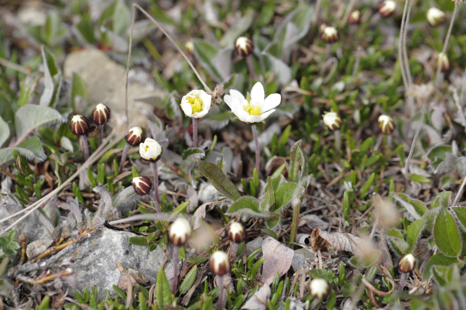 Developing a Common Language for Describing Northern Ecosystems ...