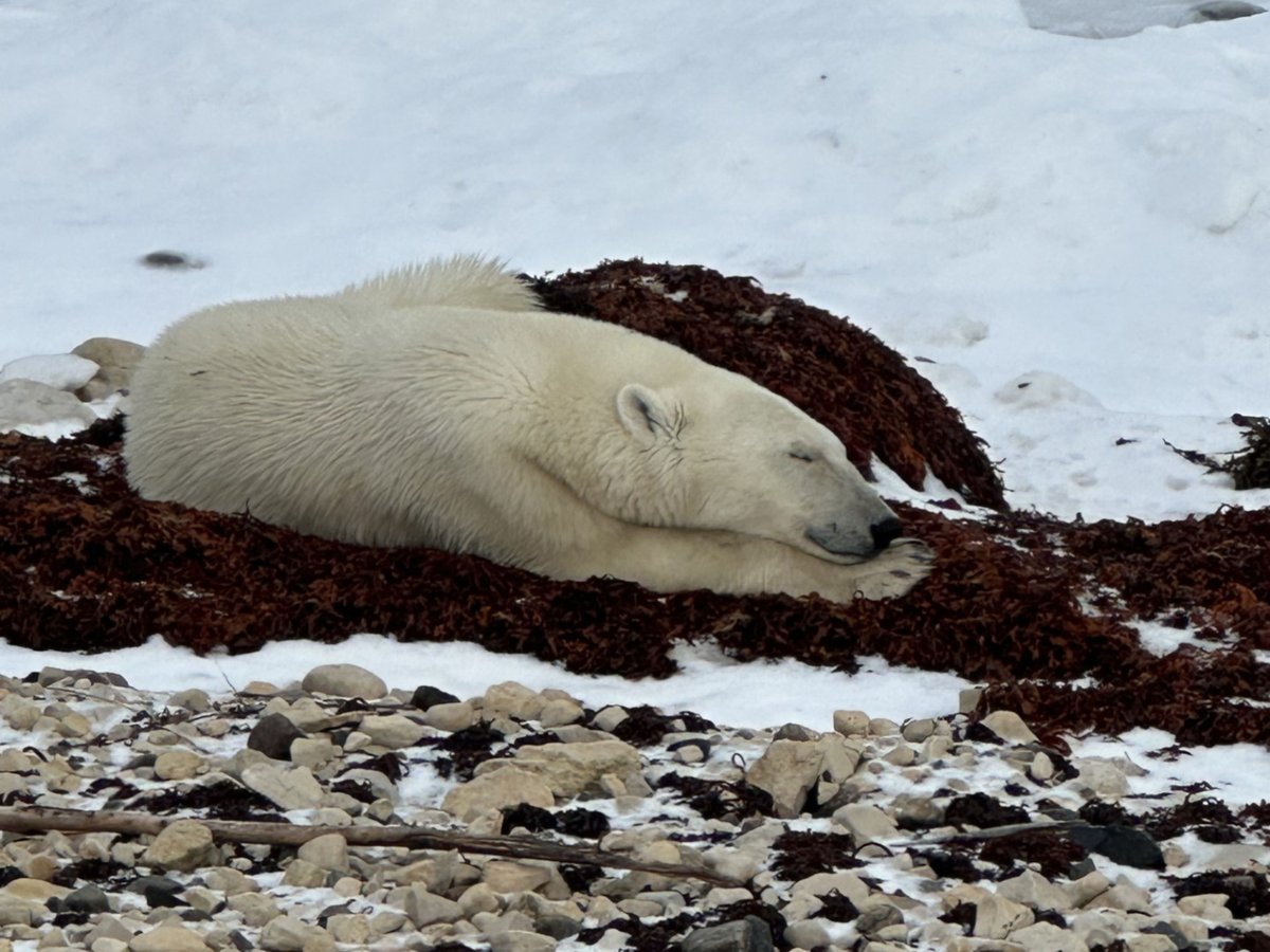 Northern Student-led Arctic Research Program Connects Students and ...