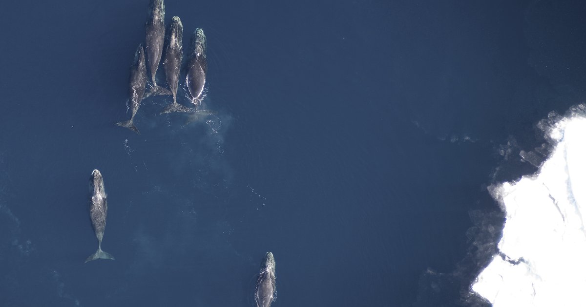 Whale Feces Reveal Rising Toxins in a Warming Arctic | Arctic Focus