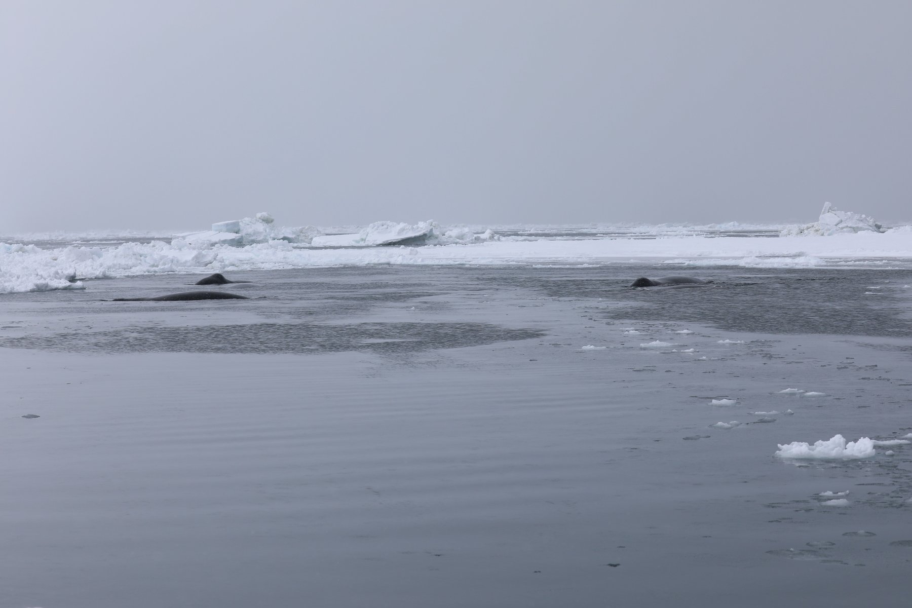 The Sounds of Climate Change | Arctic Focus