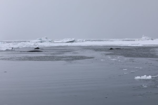 The Sounds of Climate Change | Arctic Focus