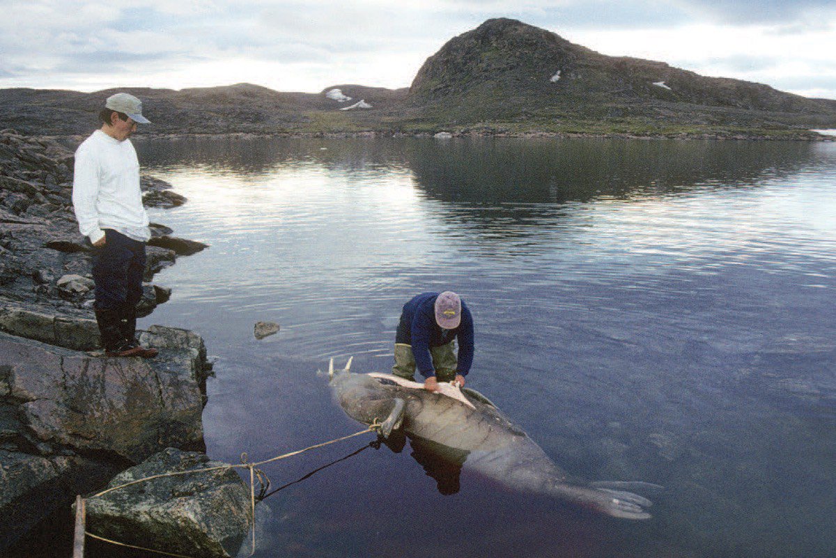 A Walrus Hunt | Arctic Focus