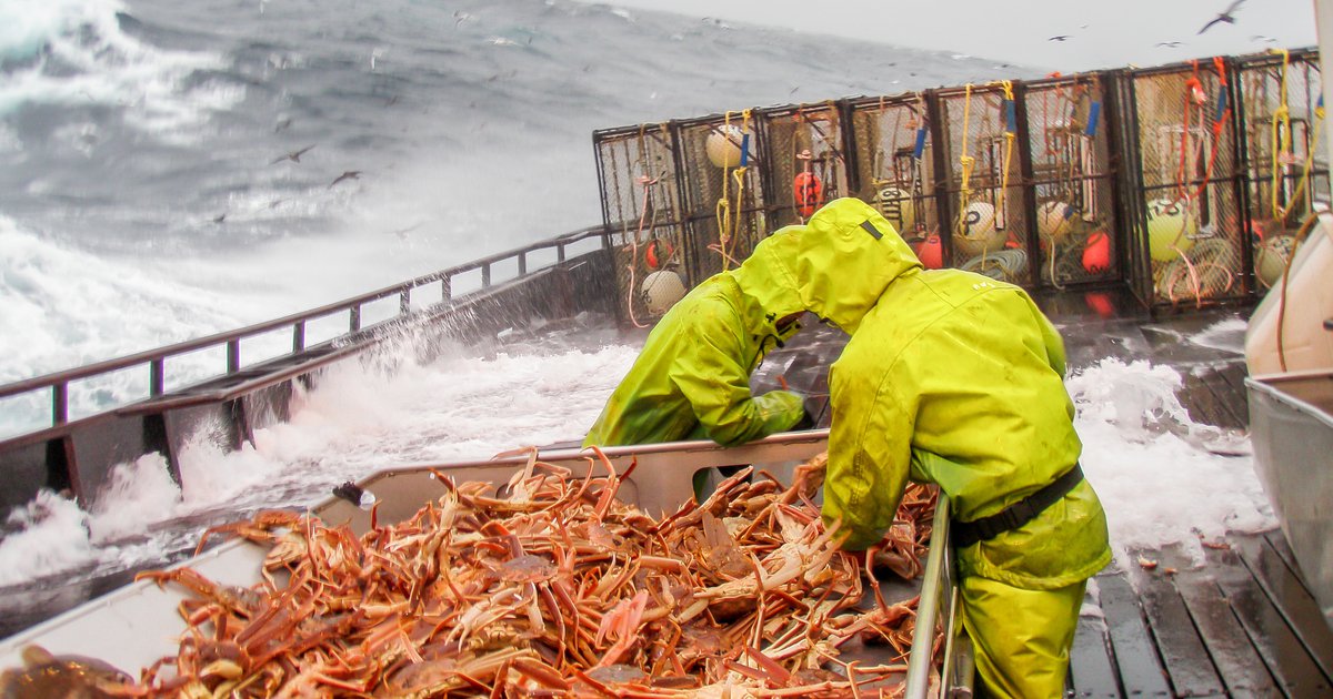 Snow Crabs and the Complexities of Climate Change | Arctic Focus