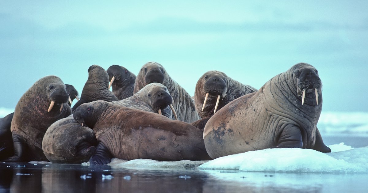 The Grim Reaper of the Arctic Ocean | Arctic Focus