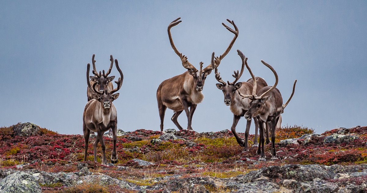 Caribou Migration