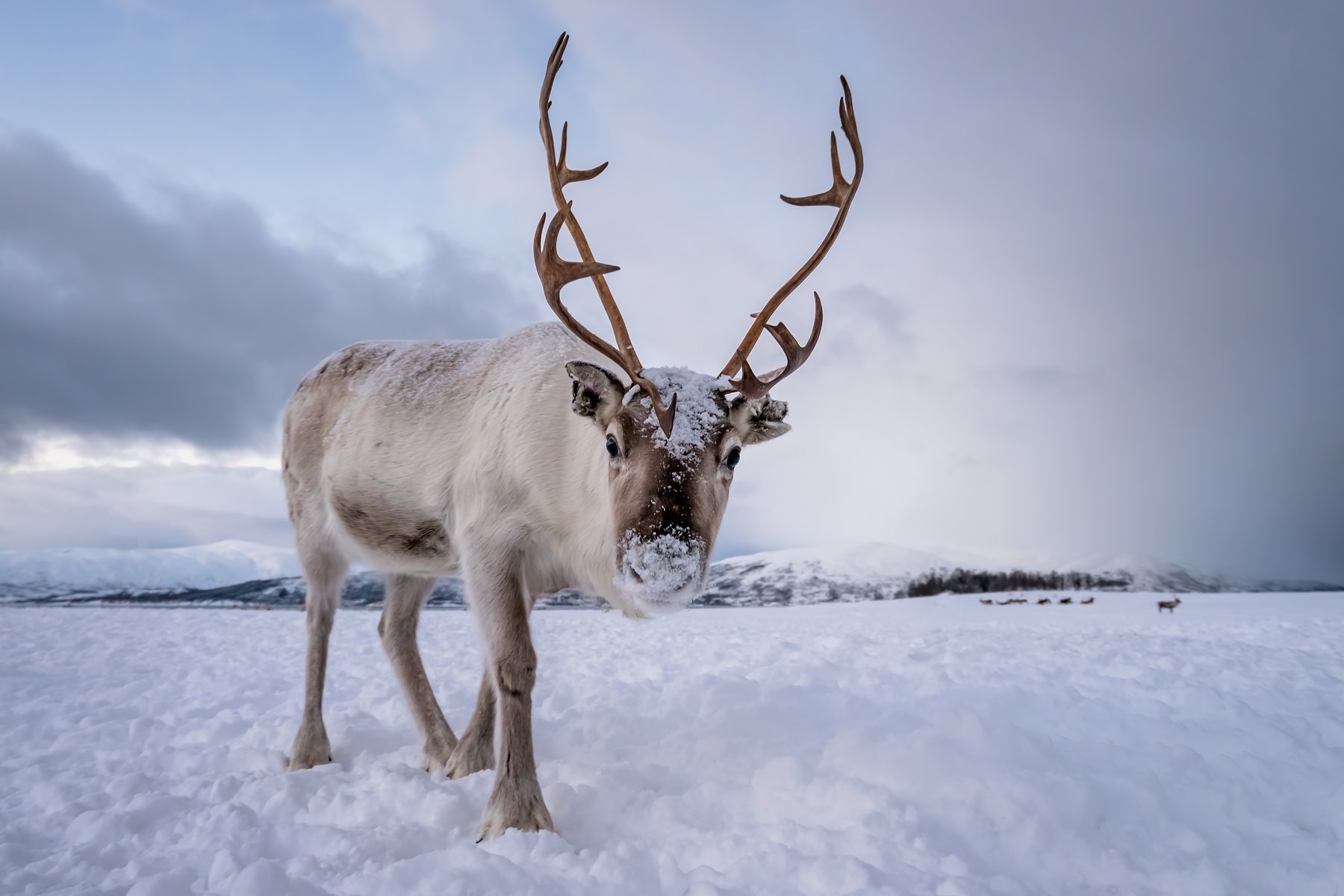 The Canadian Arctic shows how understanding the effects of climate ...