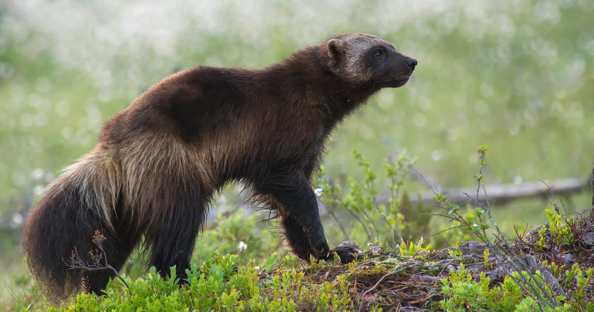 Connecting fragmented wolverine habitat is essential for their ...