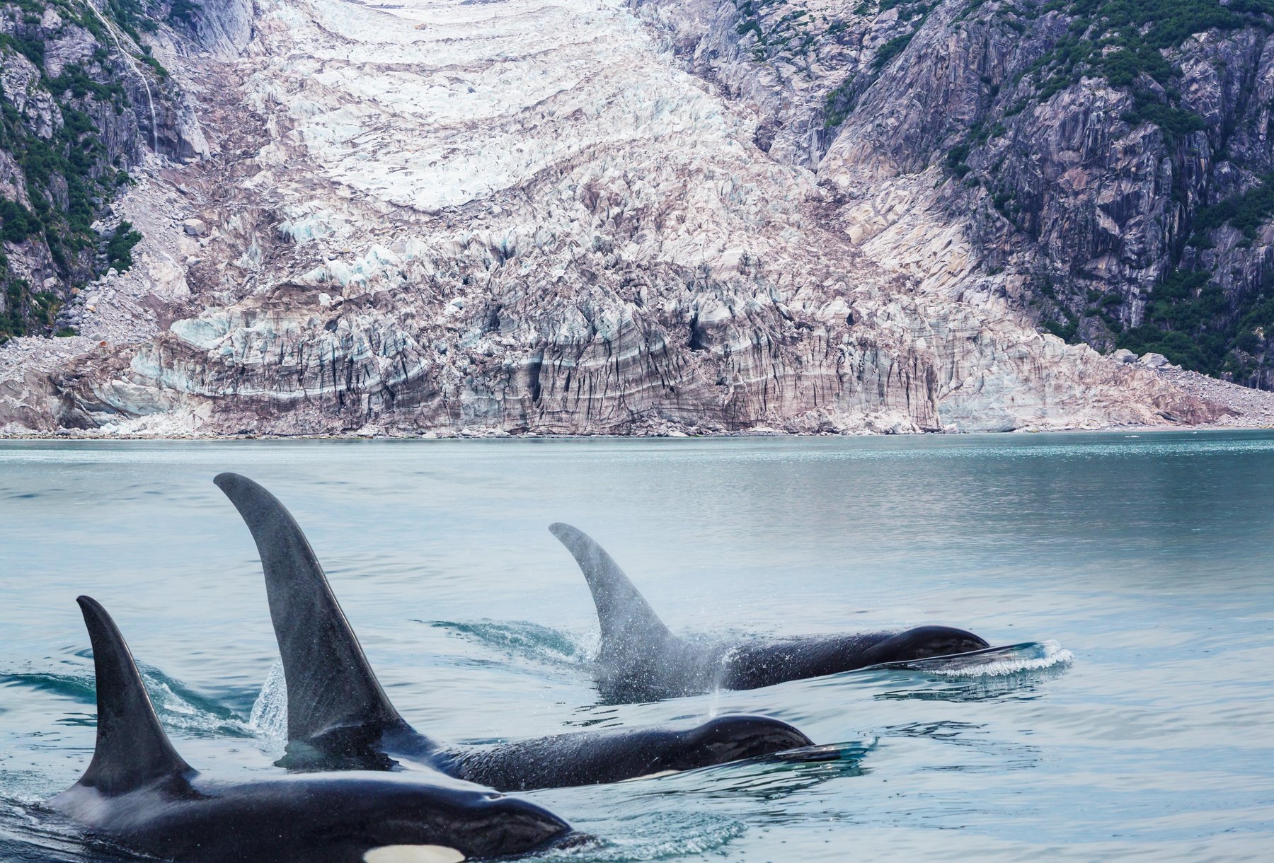 What is climate change’s impact on the snacking habits of Orcas ...