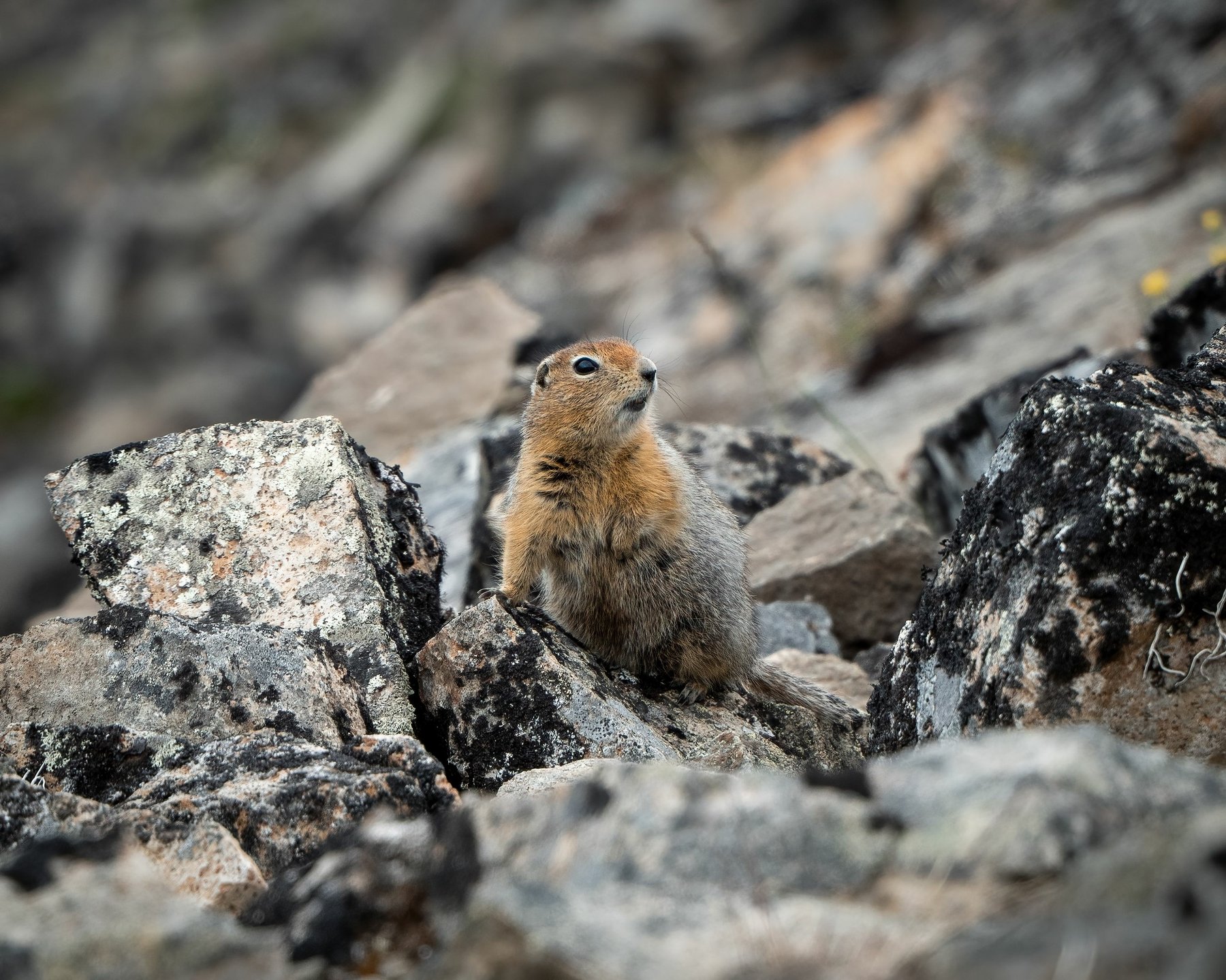 Is climate change impacting Arctic squirrels sex lives? | Arctic Focus