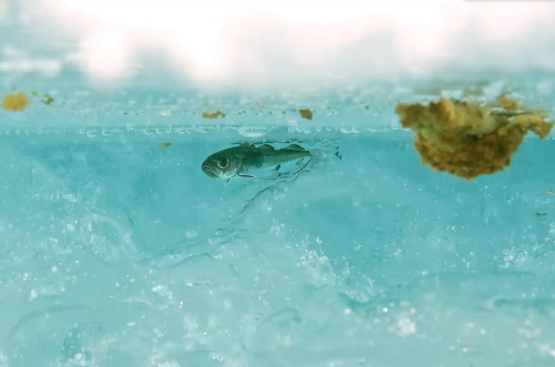 As ships move north with climate change, their noise scares Arctic cod ...