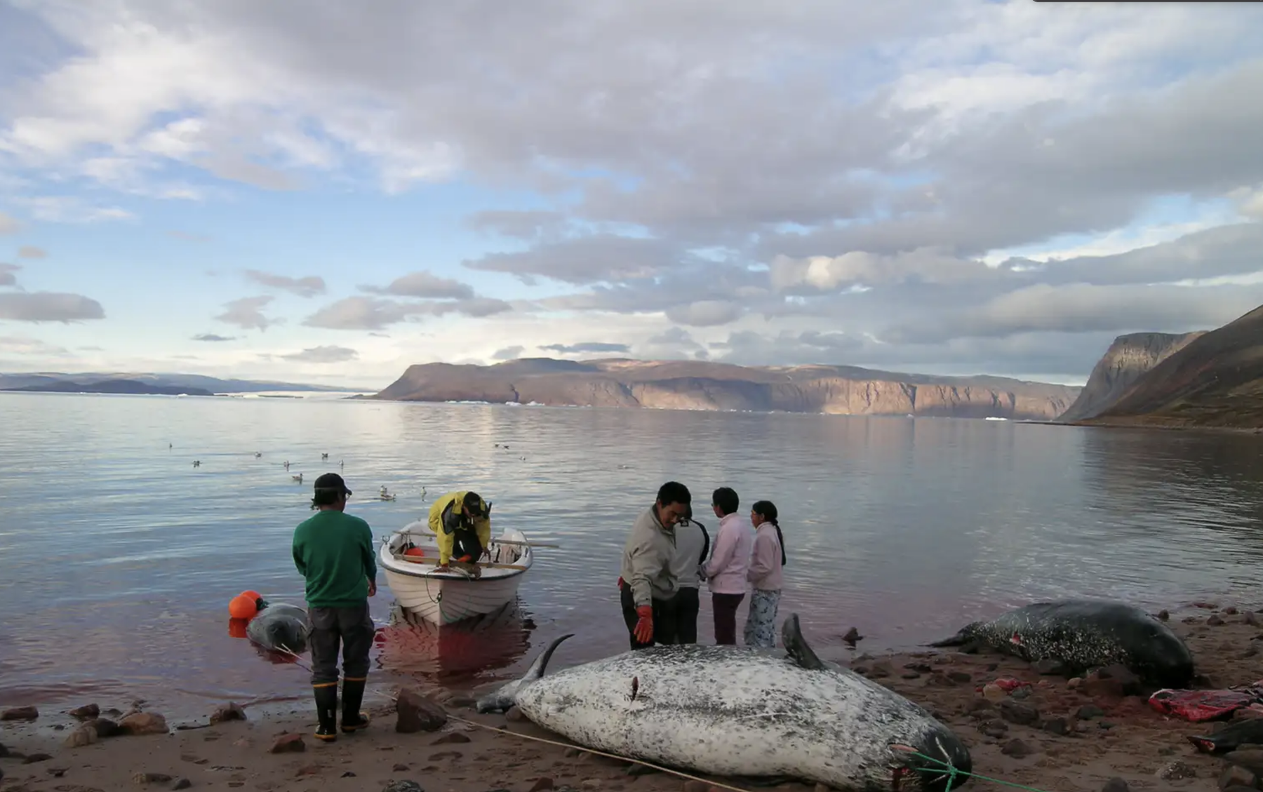 As ships move north with climate change, their noise scares Arctic cod ...