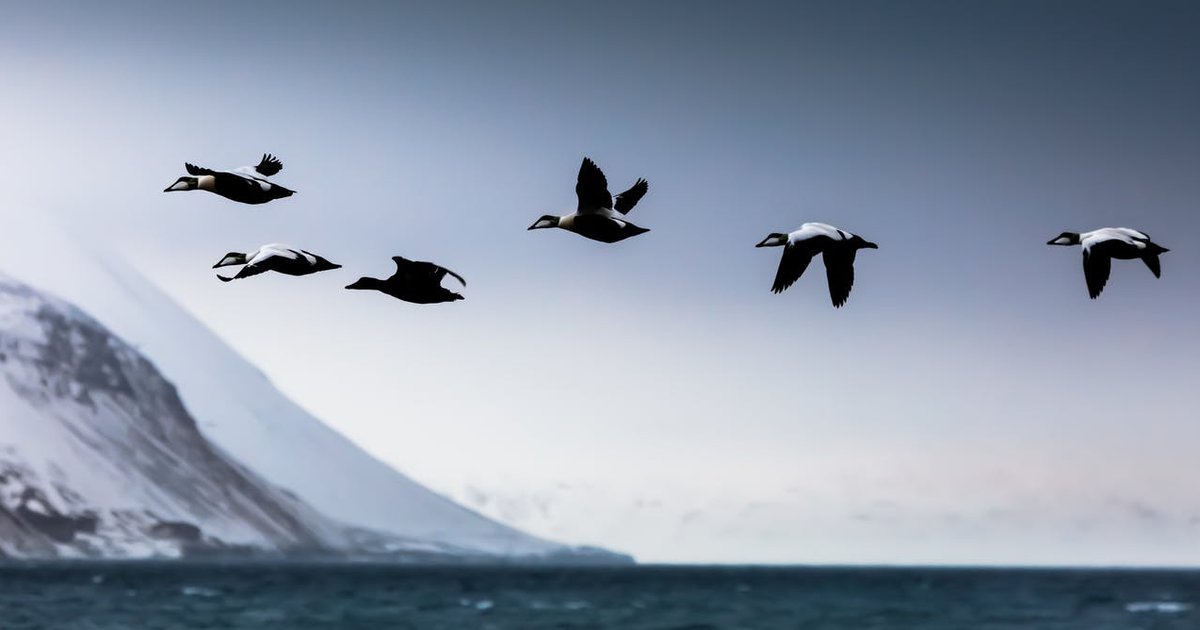How Arctic sea ducks develop herd immunity from avian cholera | Arctic ...