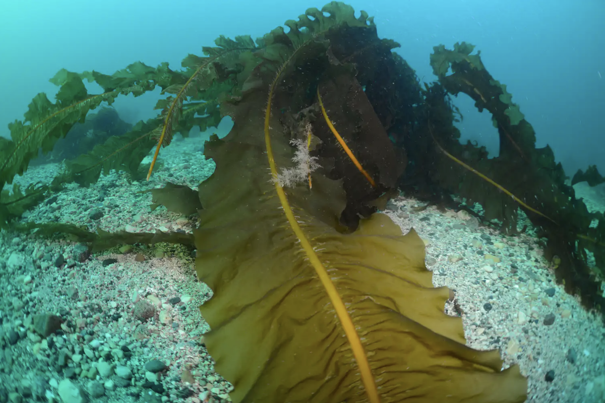 Arctic Ocean: climate change is flooding the remote north with light ...