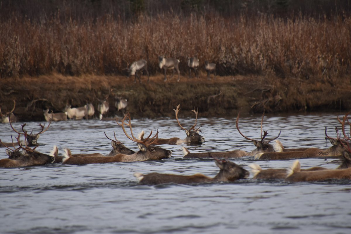 Do Caribou Use Collective Memories To Make Travel Decisions? | Arctic Focus