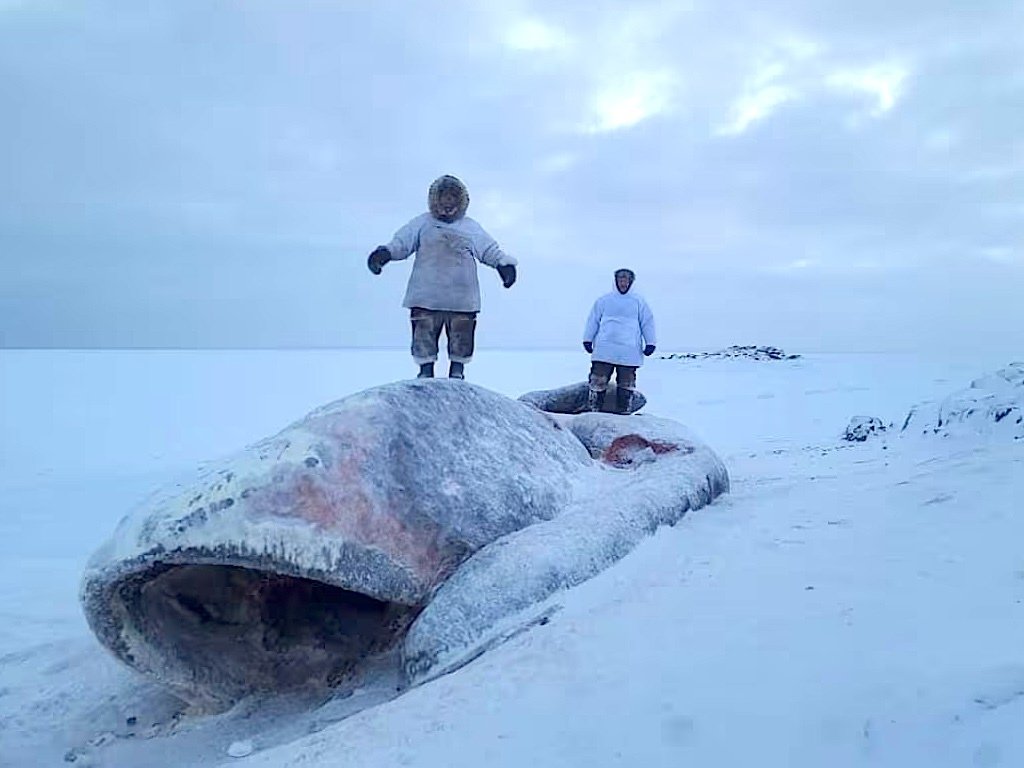 With Sea Ice Melting, Killer Whales Are Moving Into the Arctic | Arctic ...