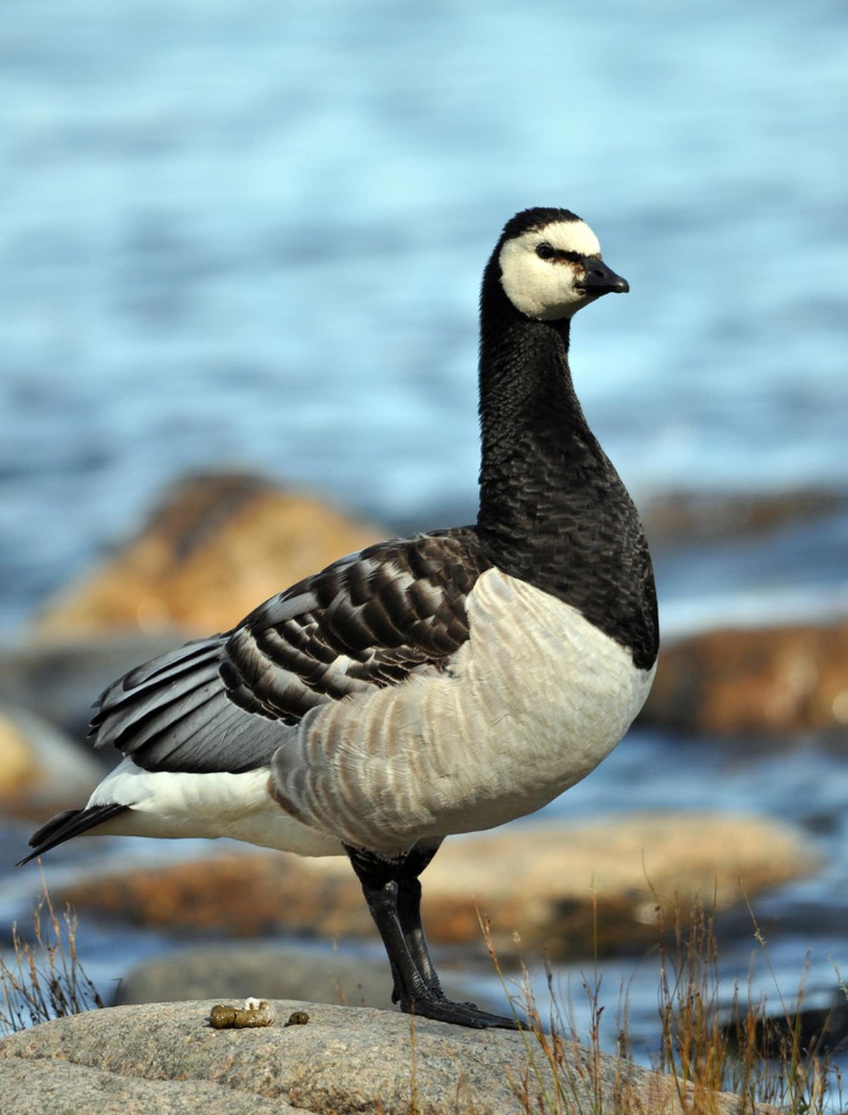 How barnacle geese adjust their migratory habits in the face of climate ...