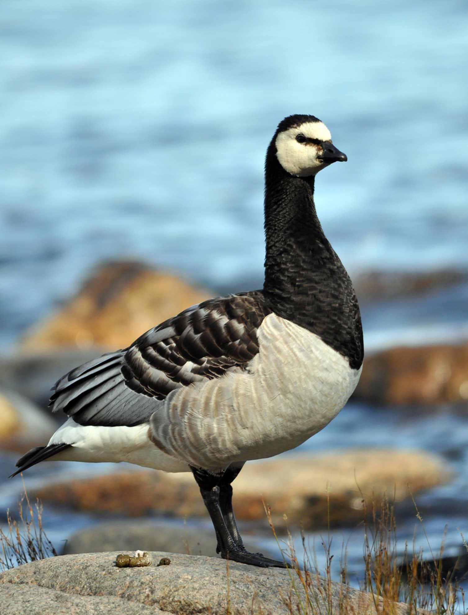 How barnacle geese adjust their migratory habits in the face of climate ...