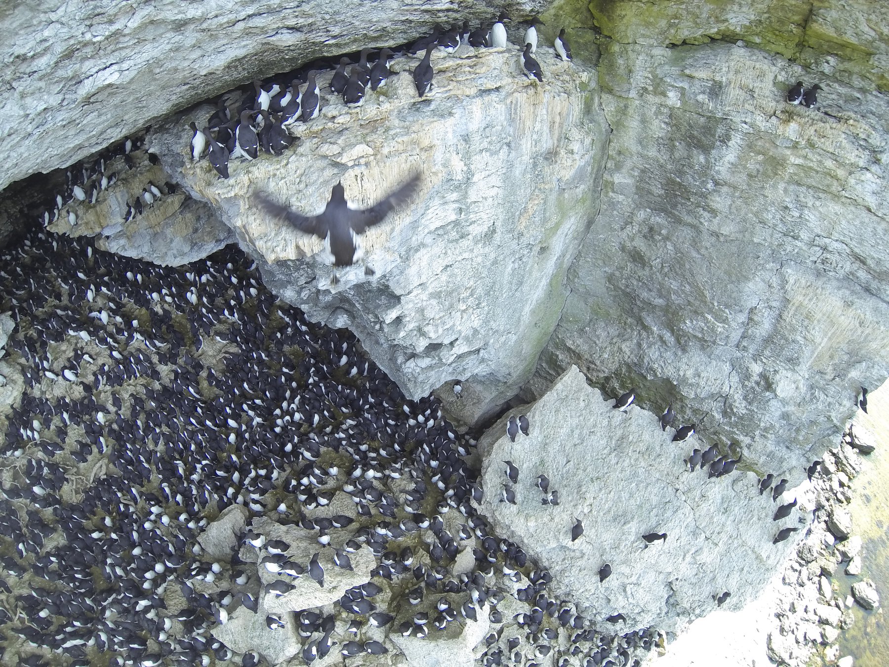 How top predators and fisheries can survive on the same prey | Arctic Focus