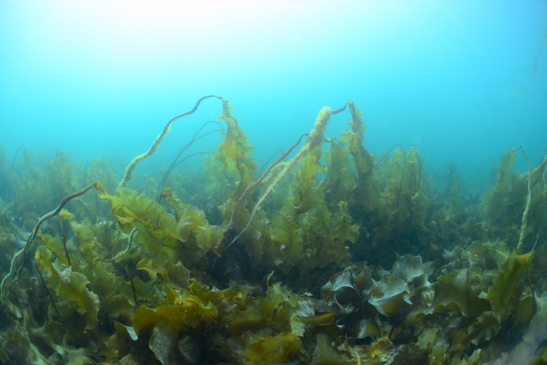 A bright future: Why Arctic kelp forests may benefit from decreasing ...