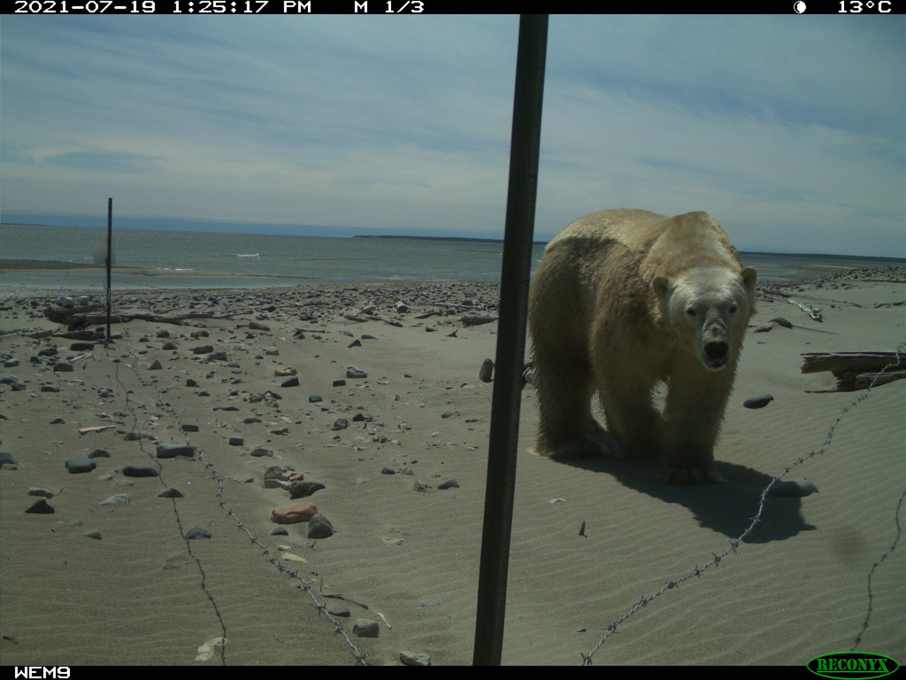 Changing the nature of polar bear research | Arctic Focus