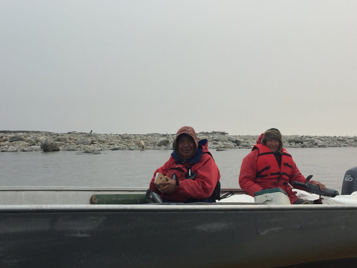 Changing the nature of polar bear research | Arctic Focus