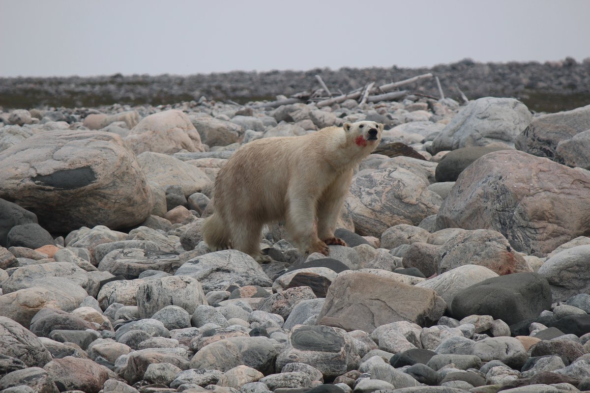 Changing the nature of polar bear research | Arctic Focus