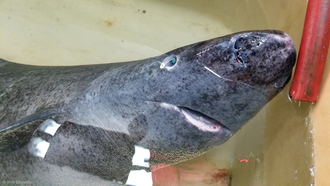 A valuable glimpse into an evasive species: New insights on the ...