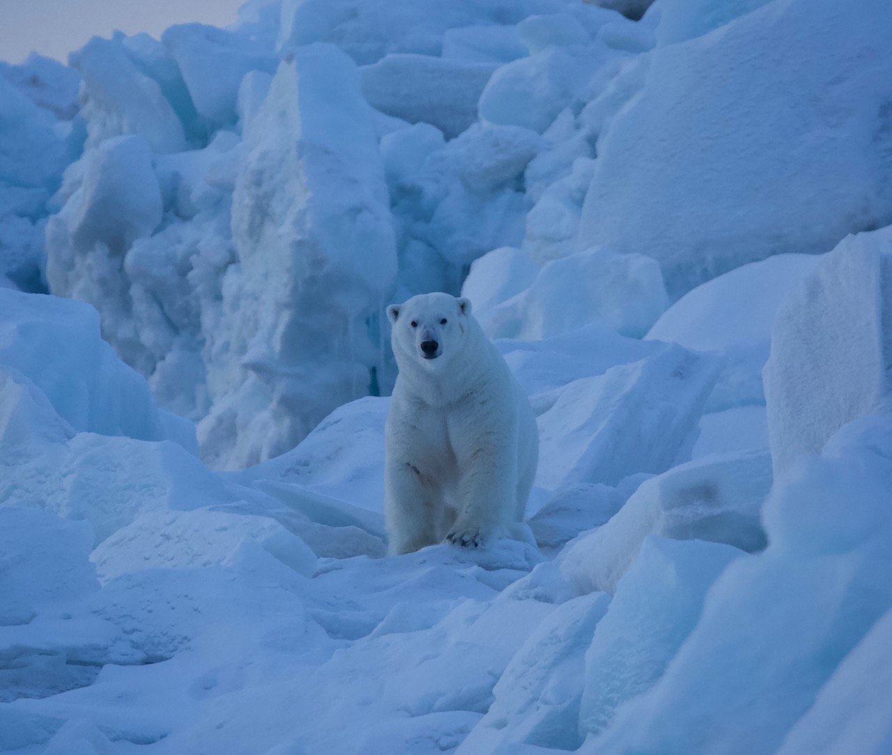 The Sounds of Climate Change | Arctic Focus