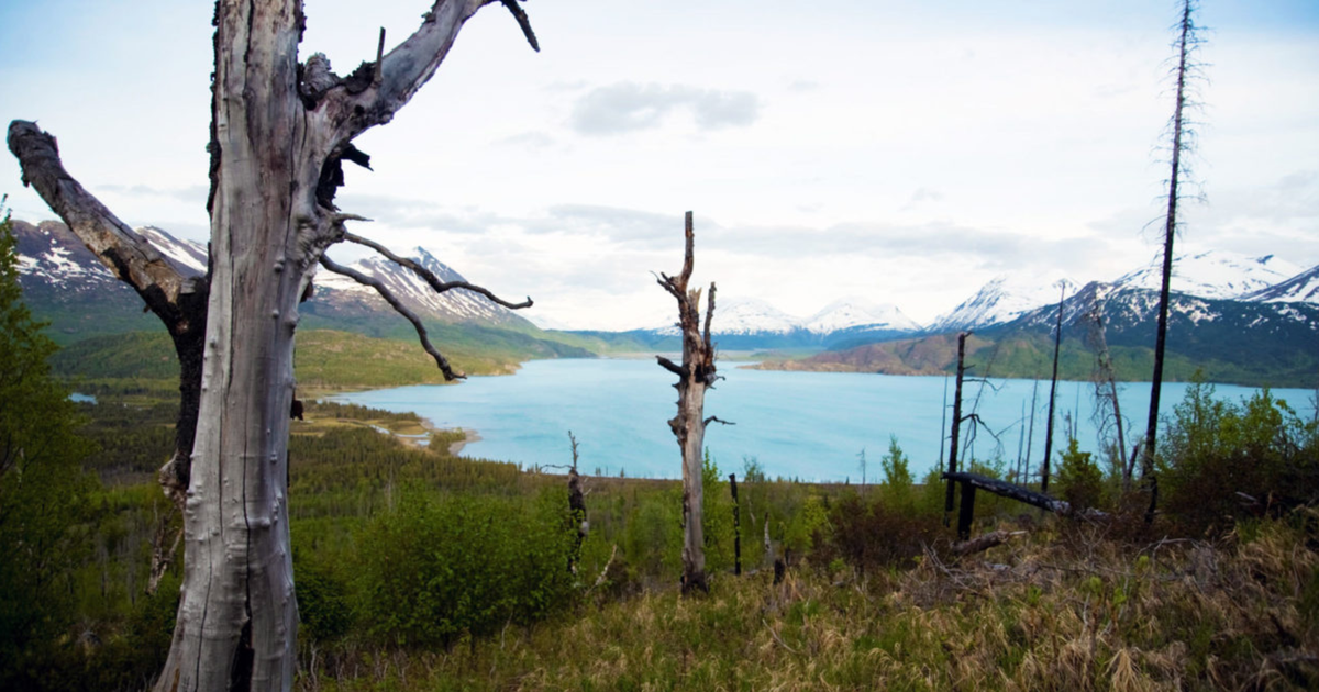 As Warming Alters Alaska, Can a Key Wildlife Refuge Adapt? | Arctic Focus