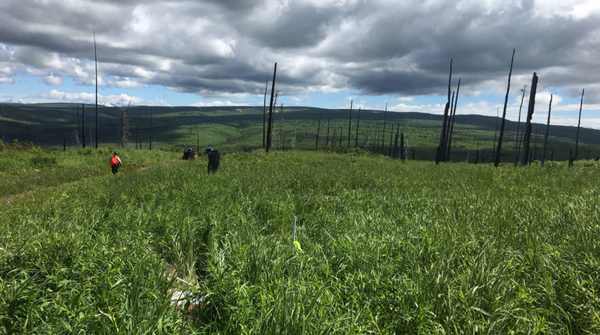 As Warming Alters Alaska, Can a Key Wildlife Refuge Adapt? | Arctic Focus