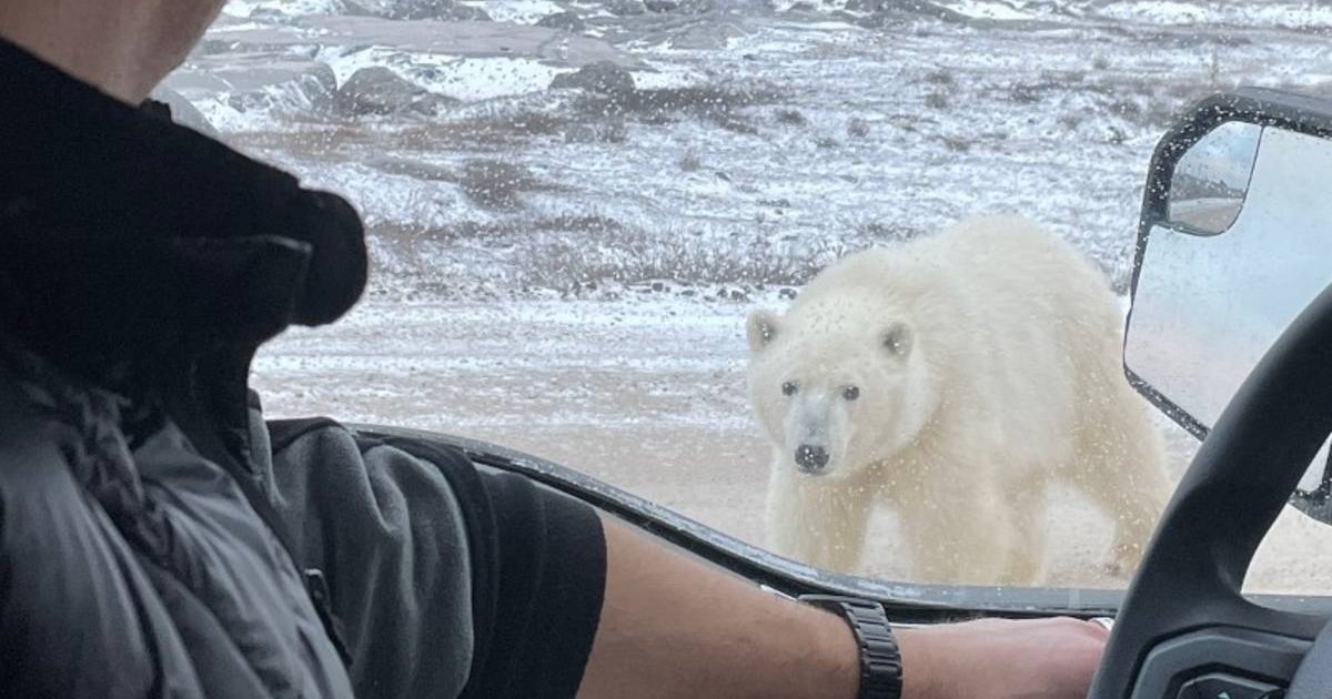 “Bears Are Like Family”: Indigenous Knowledge Shares New Insights for Human-Polar Bear ...