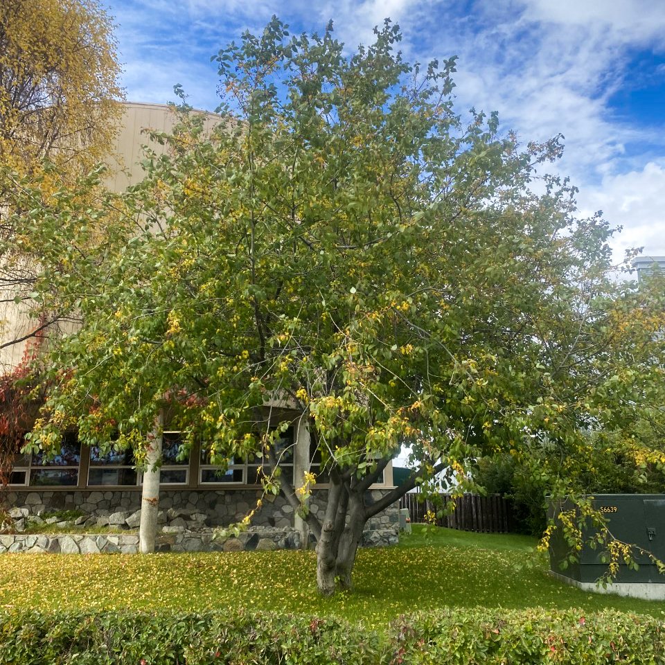 Mayday trees the beautiful bullies of the North | Arctic Focus