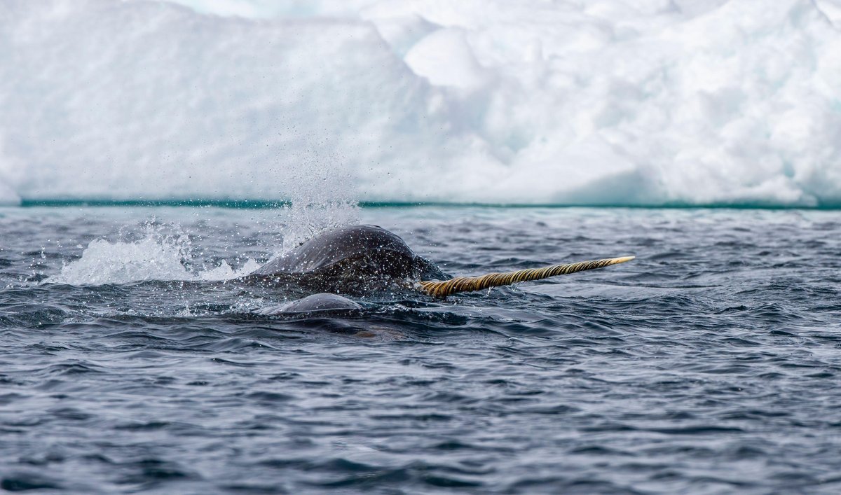 With Sea Ice Melting, Killer Whales Are Moving Into the Arctic | Arctic ...