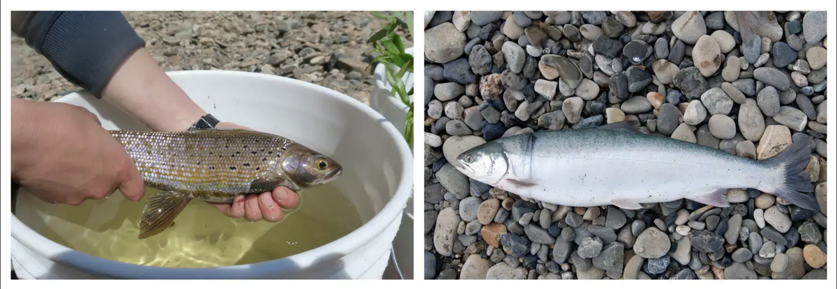 Northern fish are tough, but climate change is causing some to dwindle ...