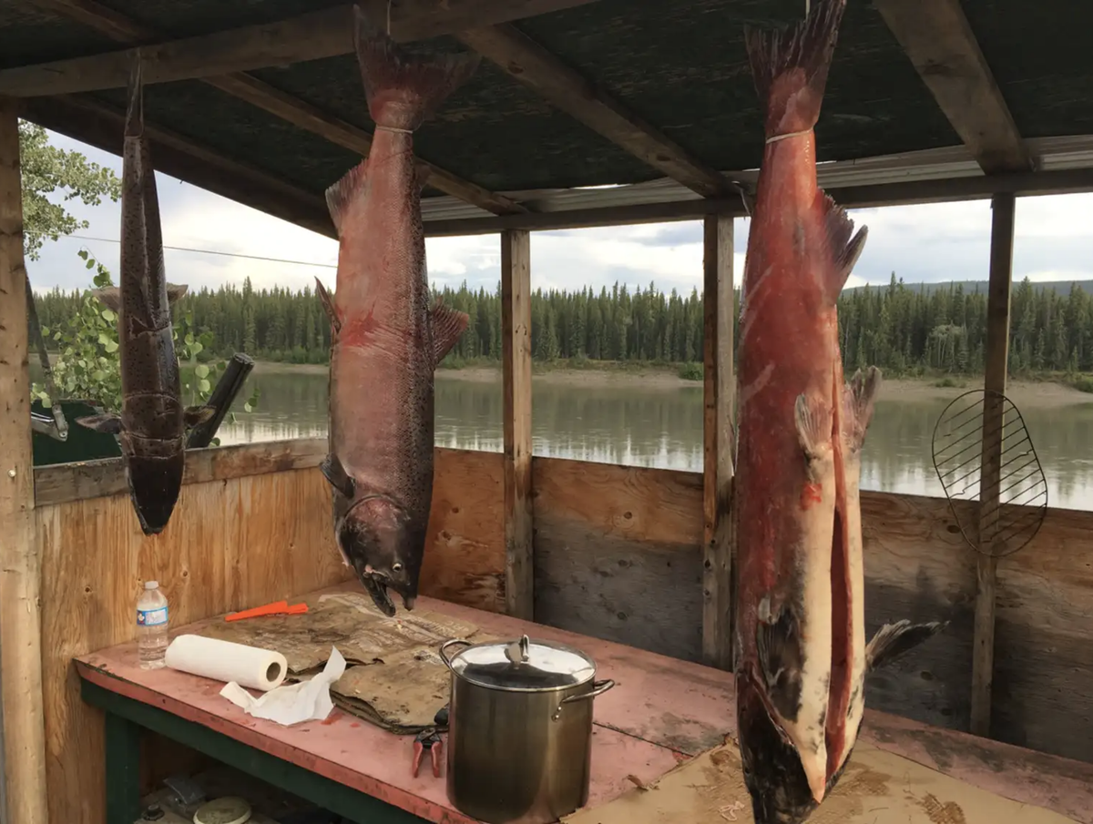 Northern fish are tough, but climate change is causing some to dwindle ...