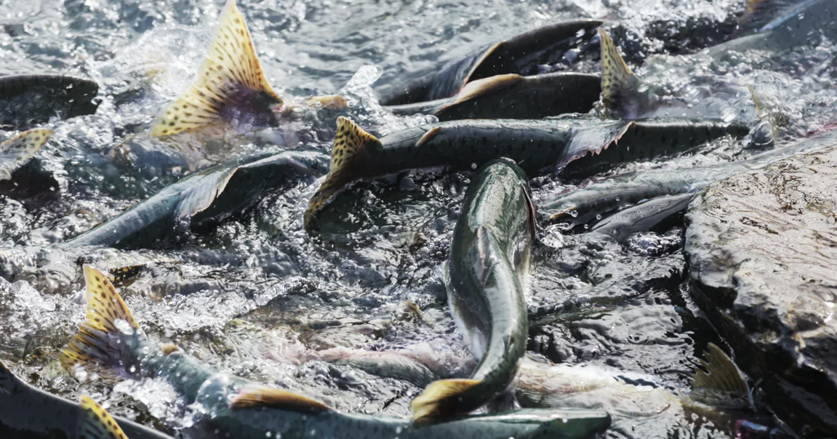 Northern fish are tough, but climate change is causing some to dwindle ...