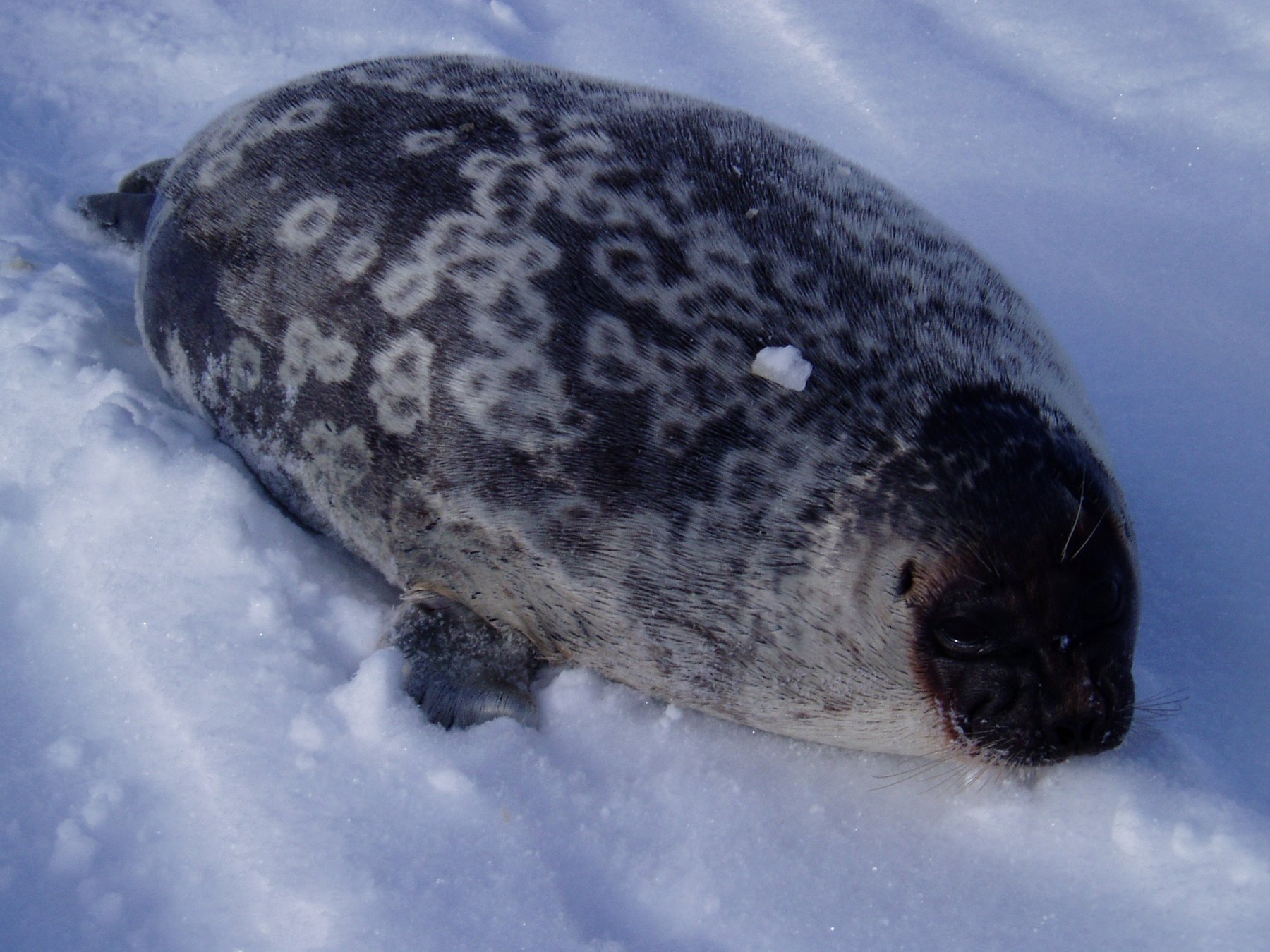 Habitat Modelling with Indigenous Knowledge: Seal Study Focuses on ...