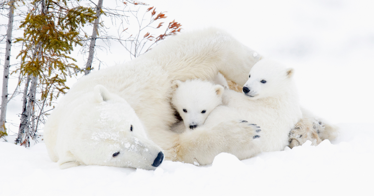 The Secret Lives of Polar Bear Families | Arctic Focus