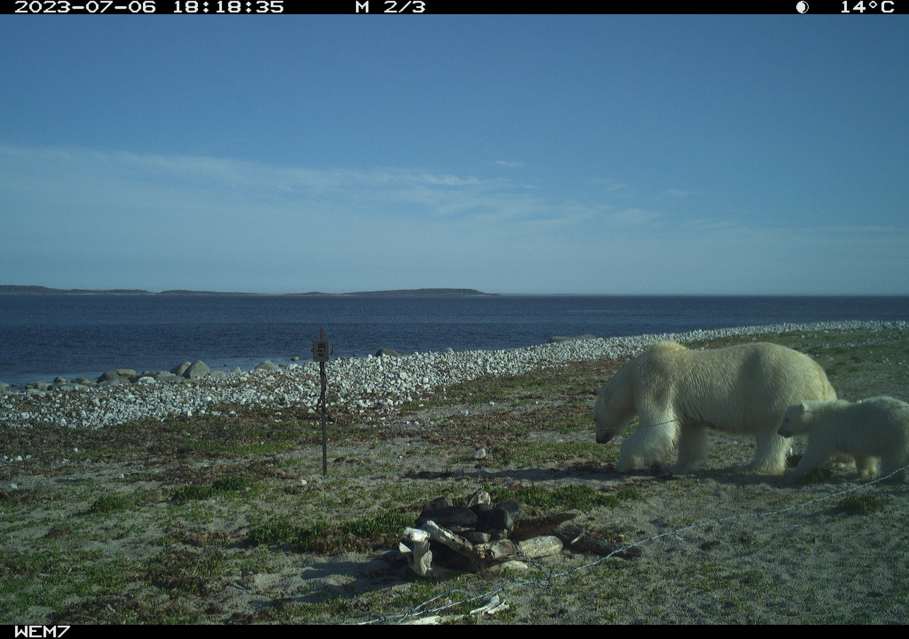 Changing the nature of polar bear research | Arctic Focus