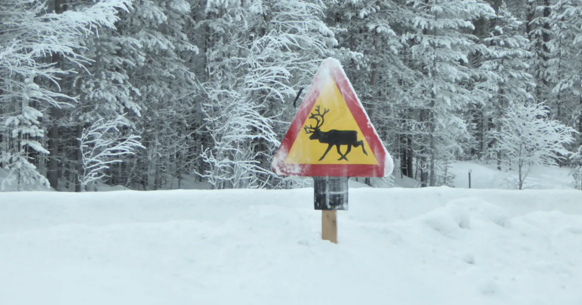 Reindeer: ancient migration routes disrupted by roads, dams – and now ...