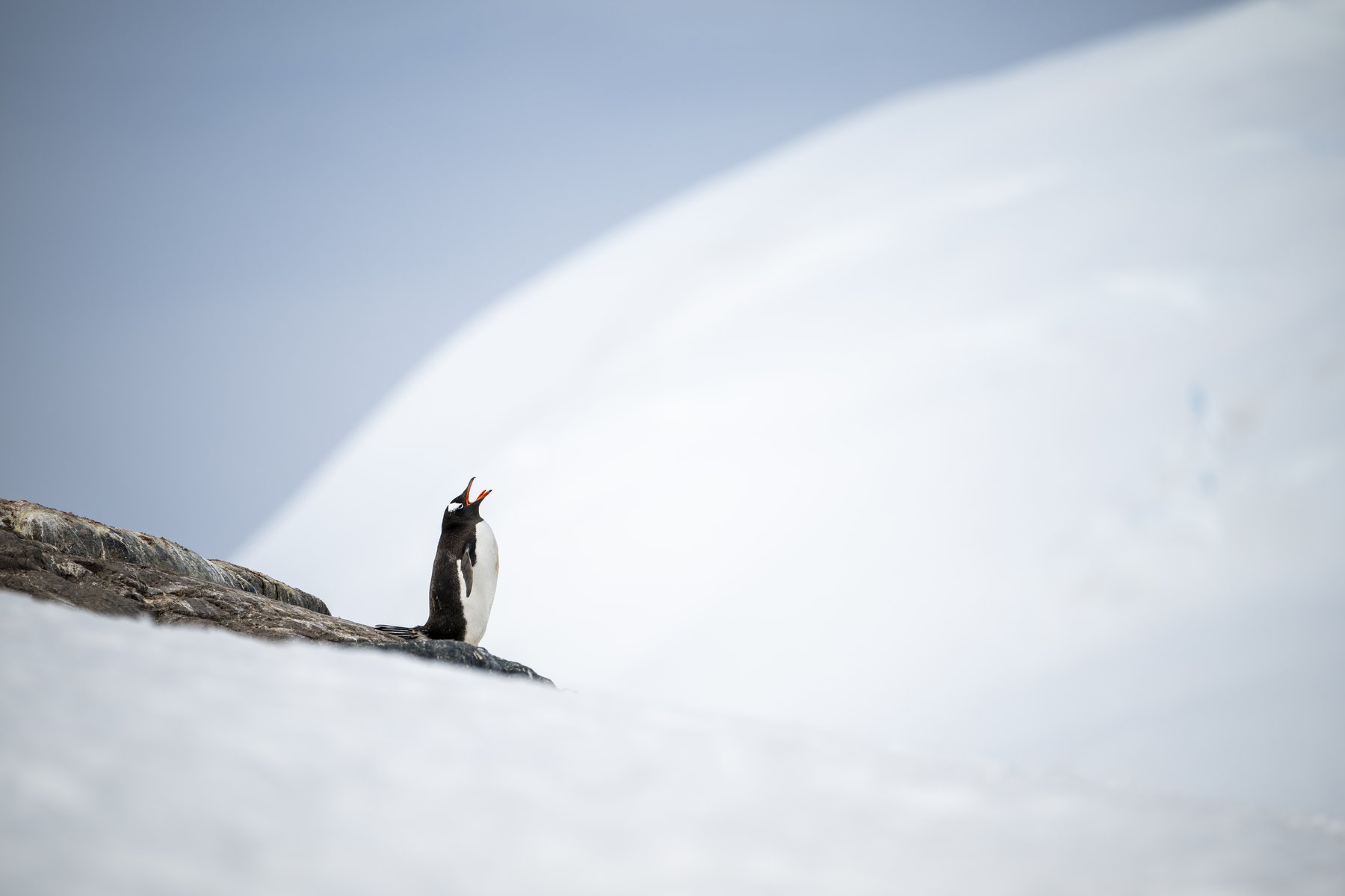 Renato Granieri, Award-Winning Wildlife Photographer and Adventurer ...