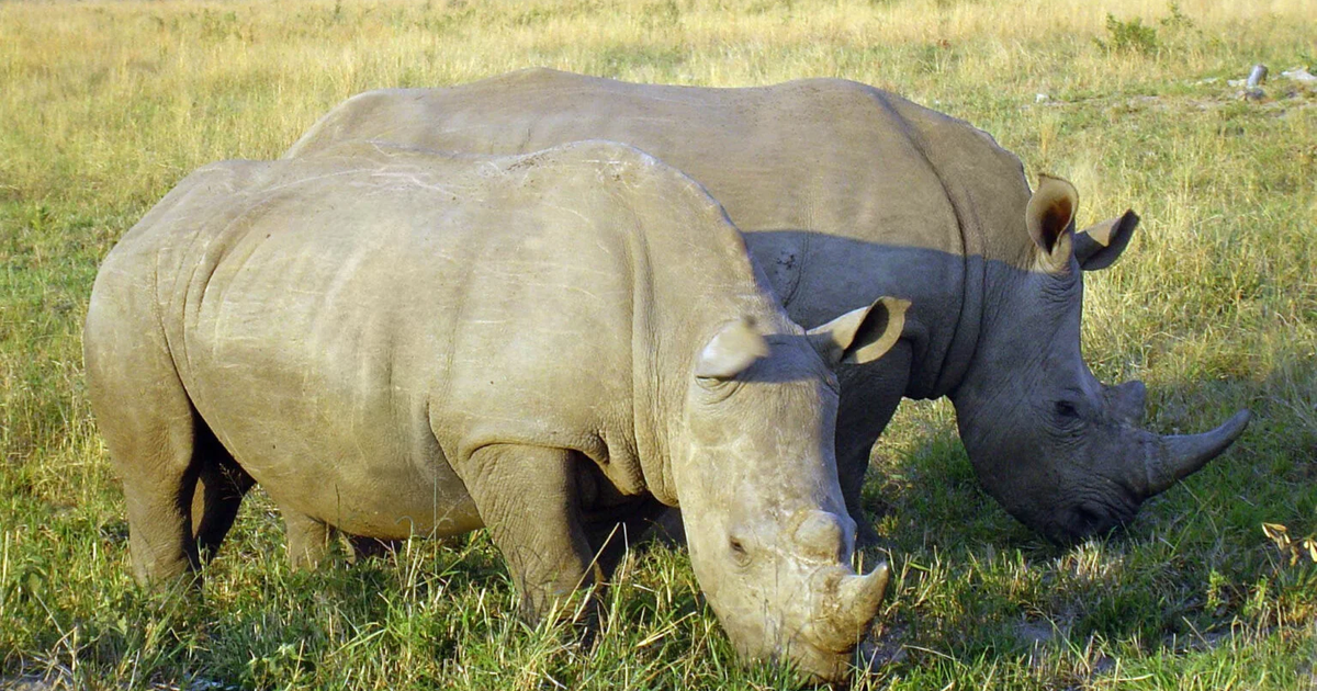 Ancient Rhino Teeth Unlock 20-Million-Year-Old Secrets in Canada ...