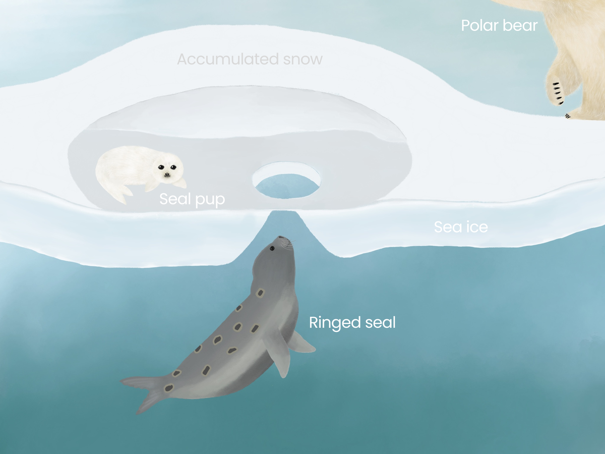 The Fastest Warming Region of the Arctic, and the Polar Bears that Call ...