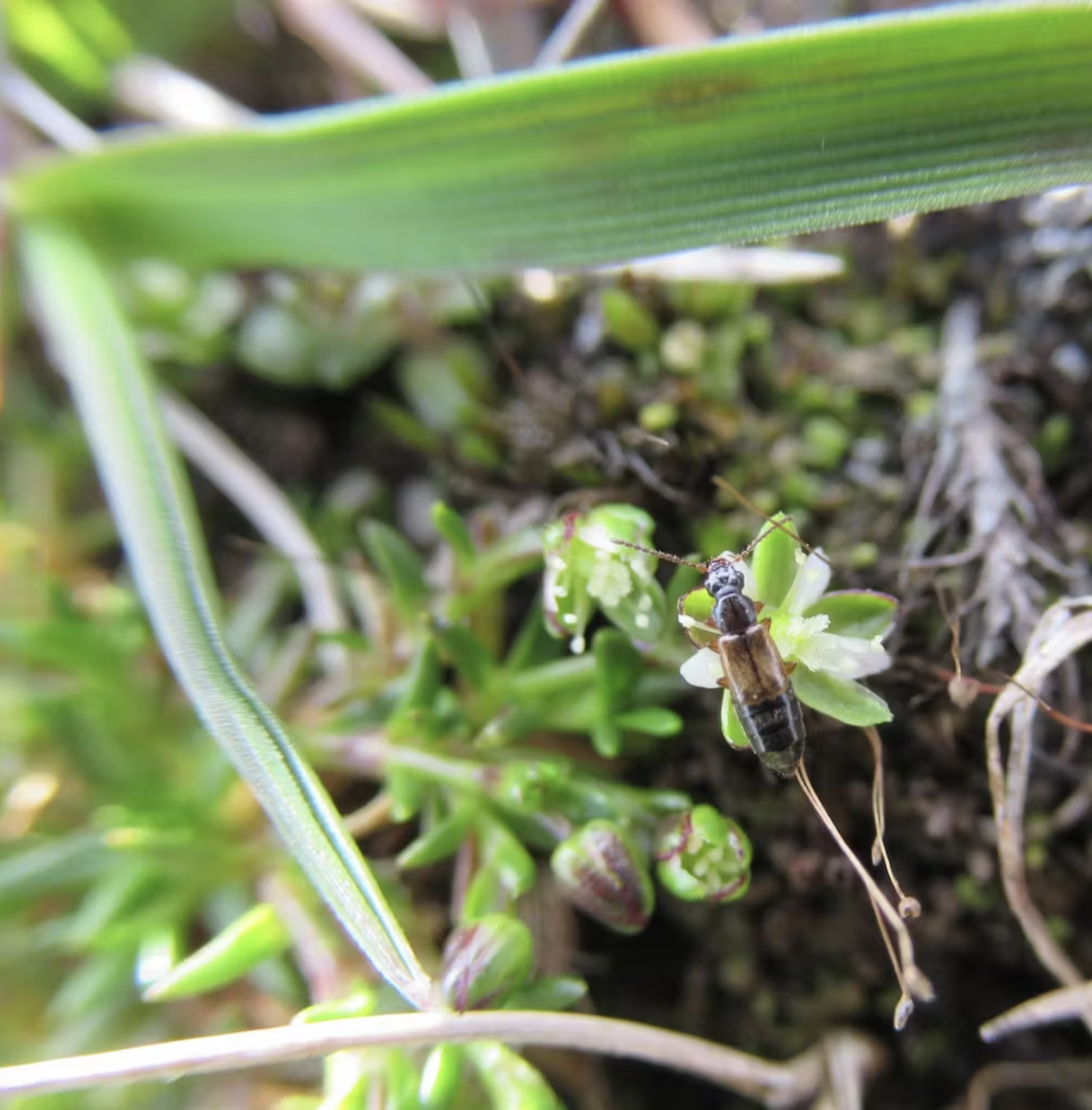 Tiny but tenacious: arctic-alpine plants are engineers and warning ...