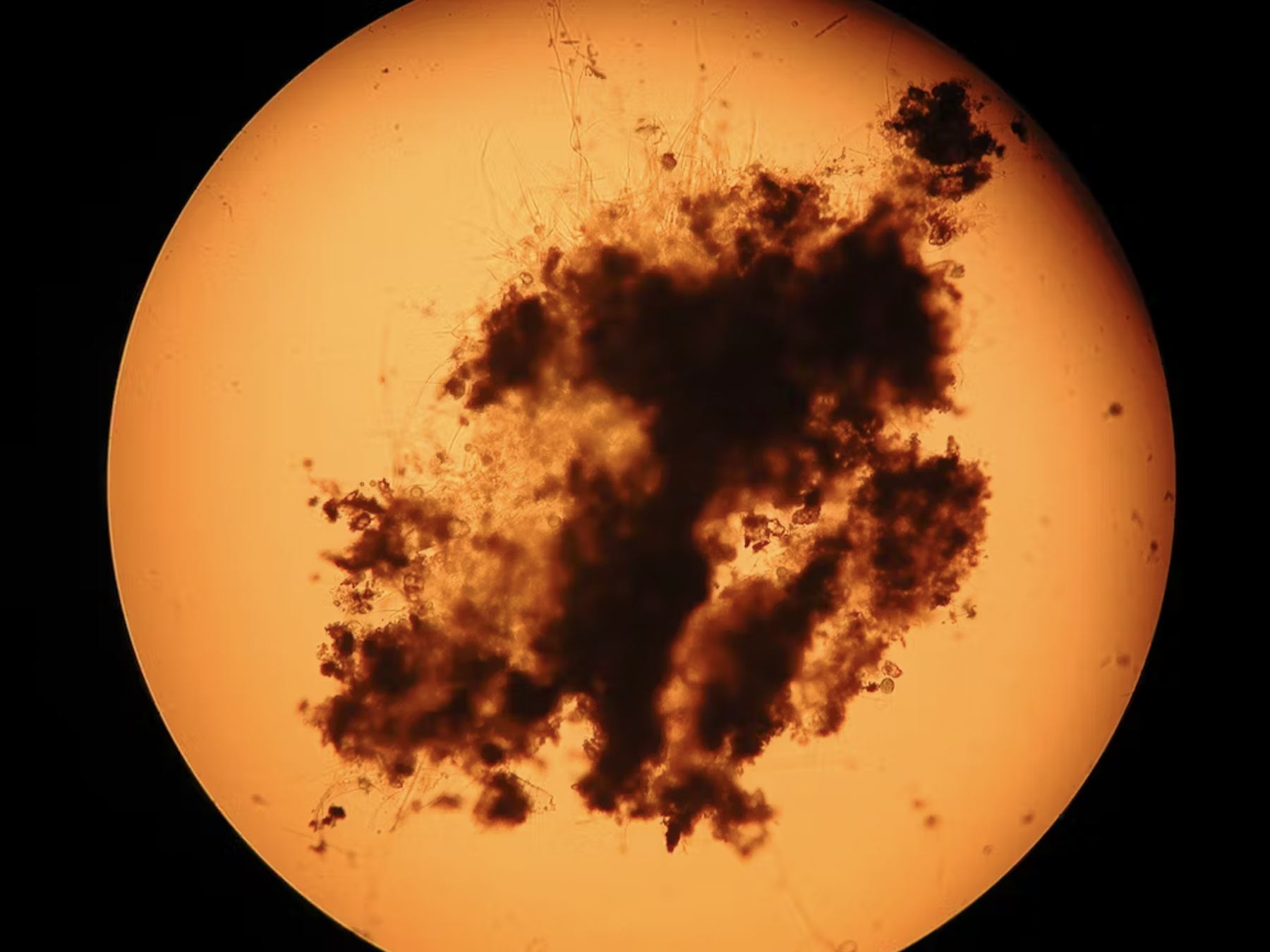 The melting Arctic is a crime scene. The microbes I study have long ...