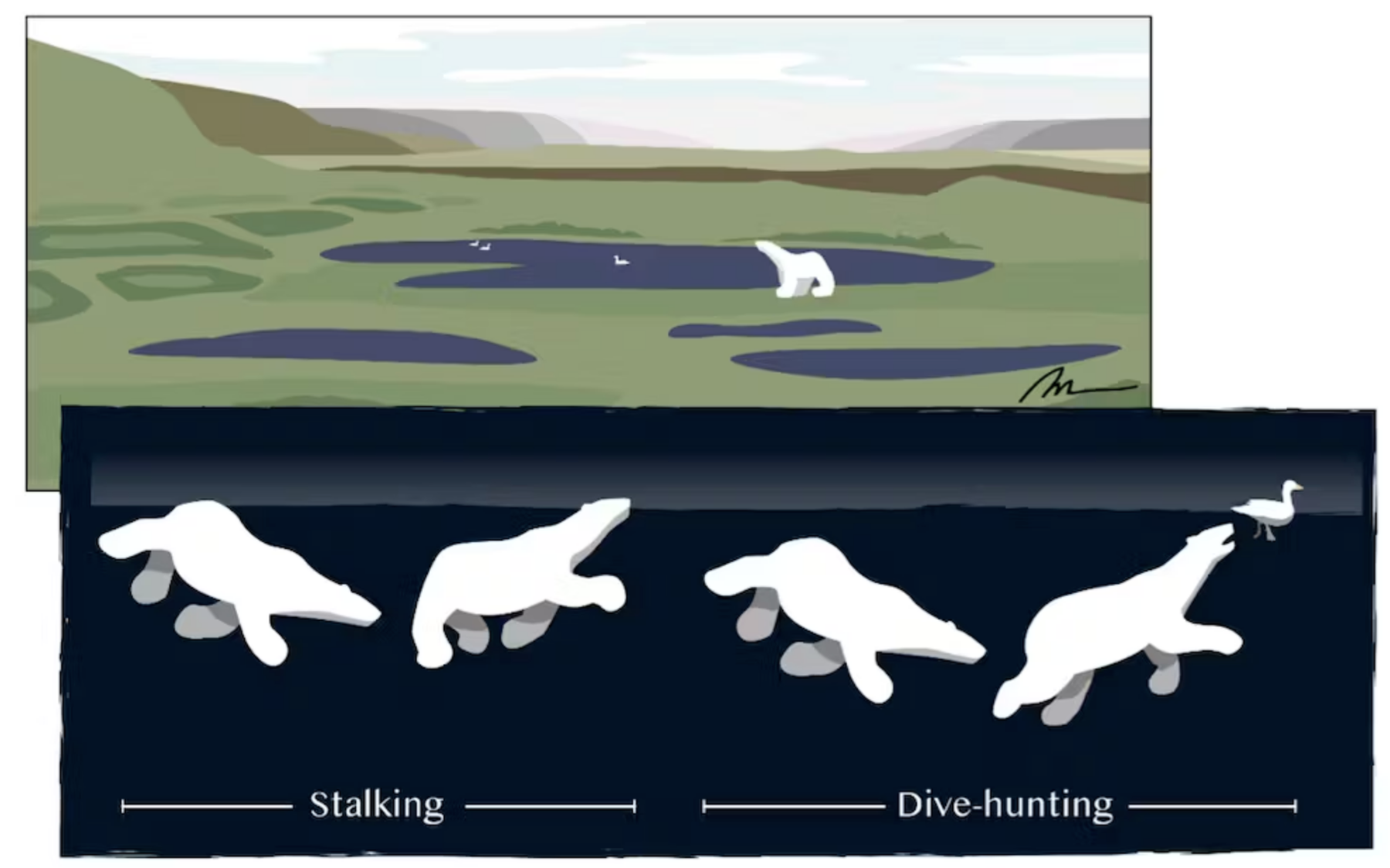 When polar bears hunt snow geese, hunger justifies the means | Arctic Focus